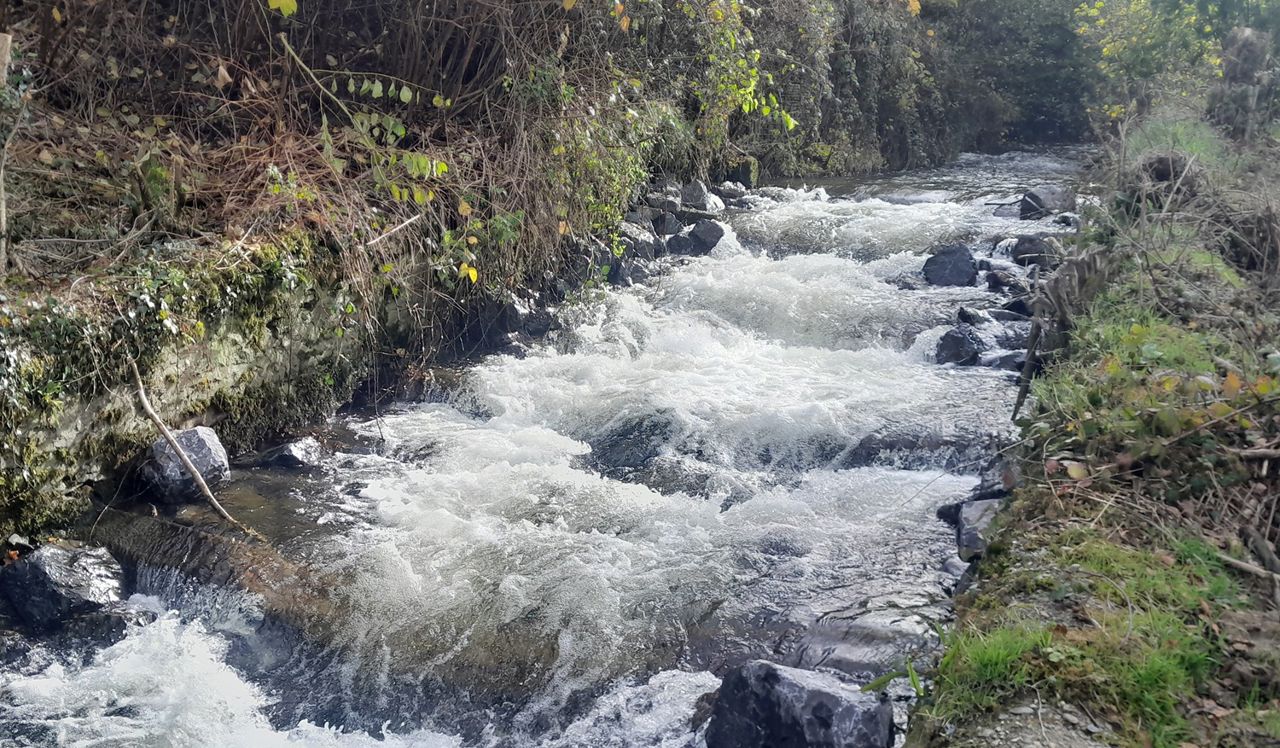 Cyfoeth Naturiol Cymru / Gwelliannau i lwybrau pysgod wedi’u cwblhau ar ...