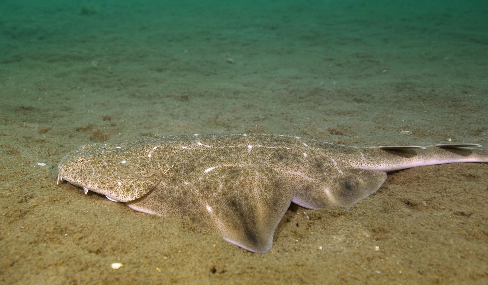 Natural Resources Wales / Sign of hope for Wales’ Critically Endangered ...