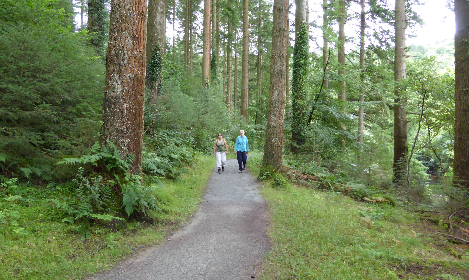 Natural Resources Wales / Gwydir Forest Park - Llyn Geirionydd, near ...