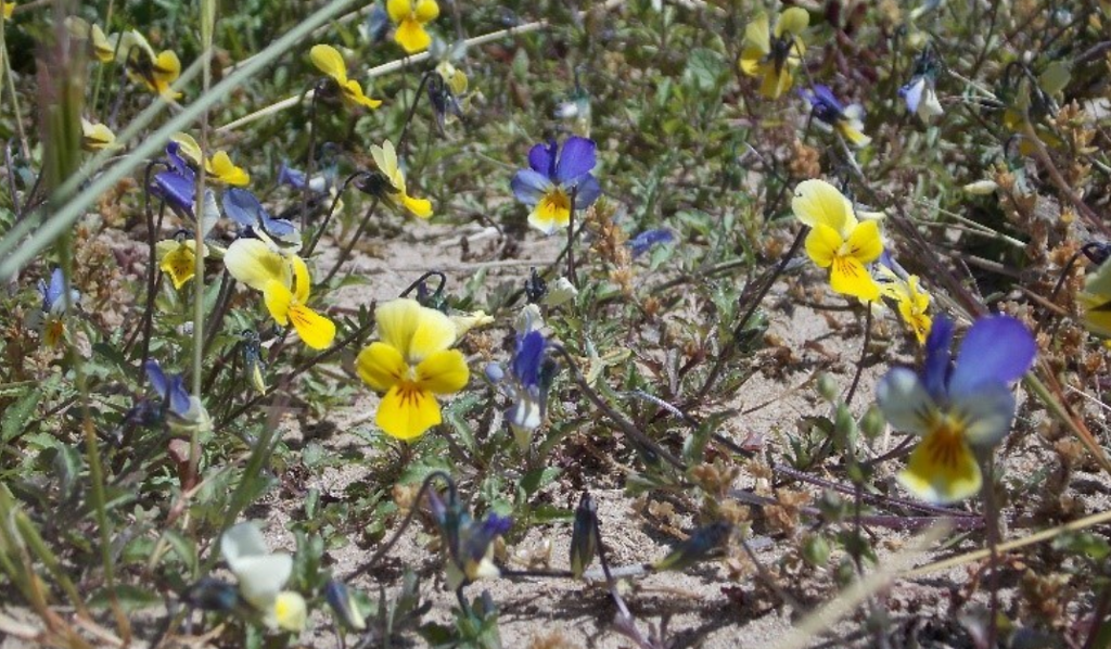 Natural Resources Wales / Scrub removal at Pembrey to improve dunes for ...