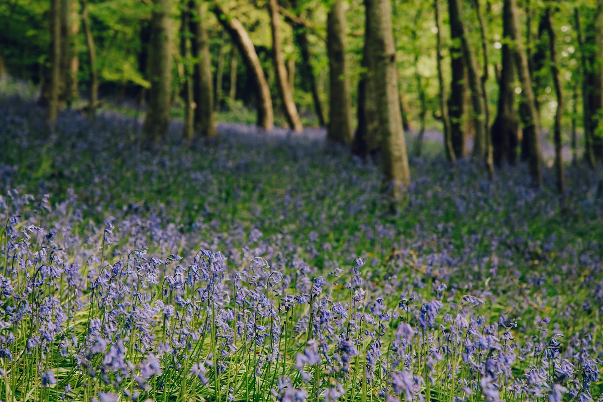 Natural Resources Wales / Newport Wetlands National Nature Reserve
