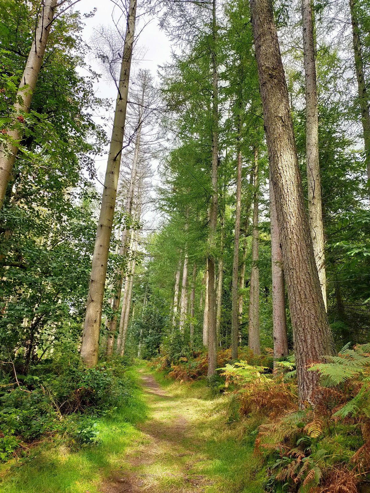 Natural Resources Wales / Cors Caron National Nature Reserve, near Tregaron