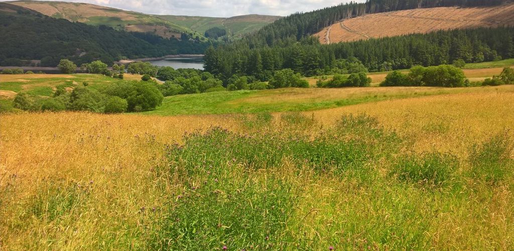 Natural Resources Wales / SoNaRR 2025: Semi-natural grassland