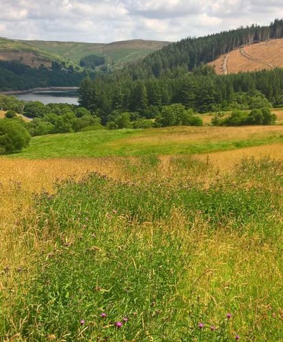 Natural Resources Wales / SoNaRR 2025: Semi-natural grassland