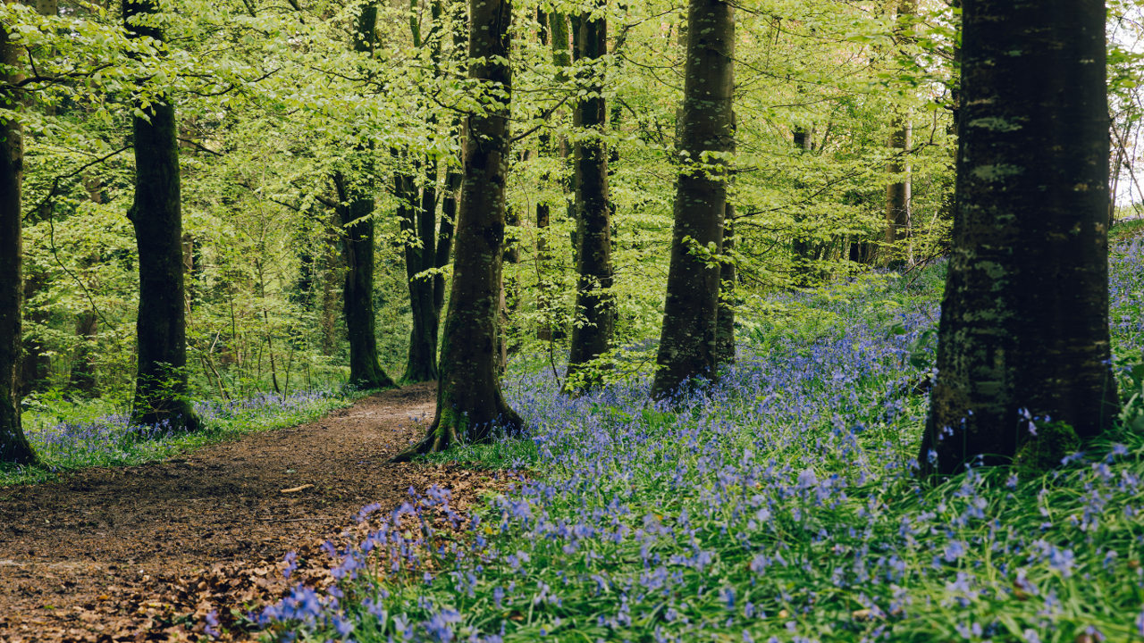 Cyfoeth Naturiol Cymru - Dewis Iaith / Natural Resources Wales ...