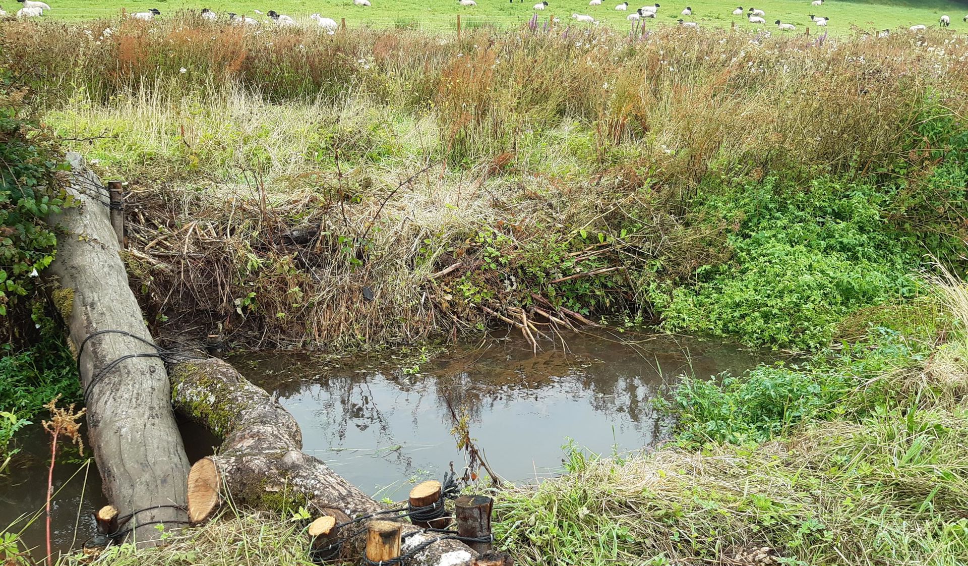 Natural Resources Wales / Wales Nature week – supporting healthy rivers
