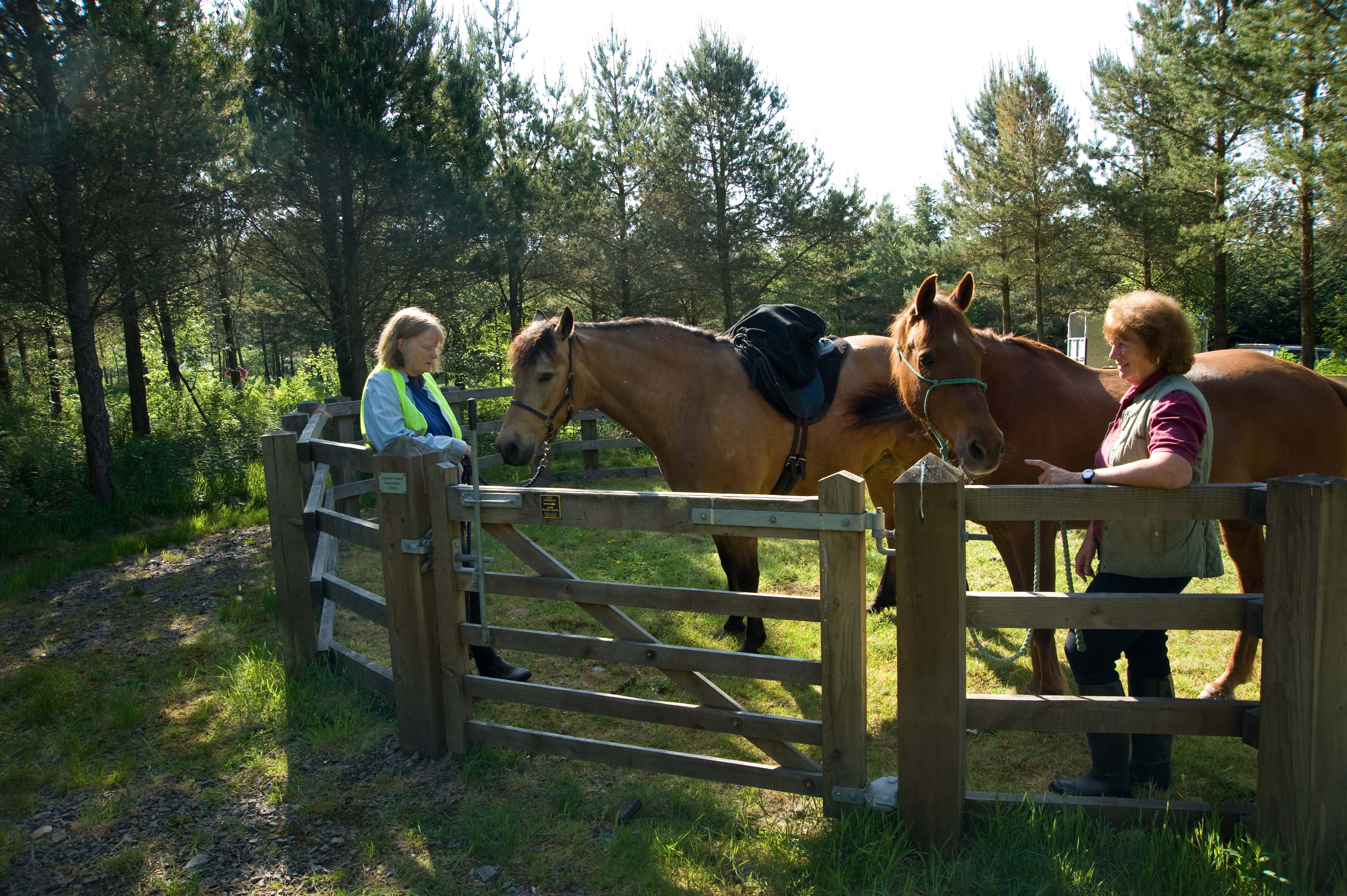 Red kite feeding centre aberystwyth - hacgetmy