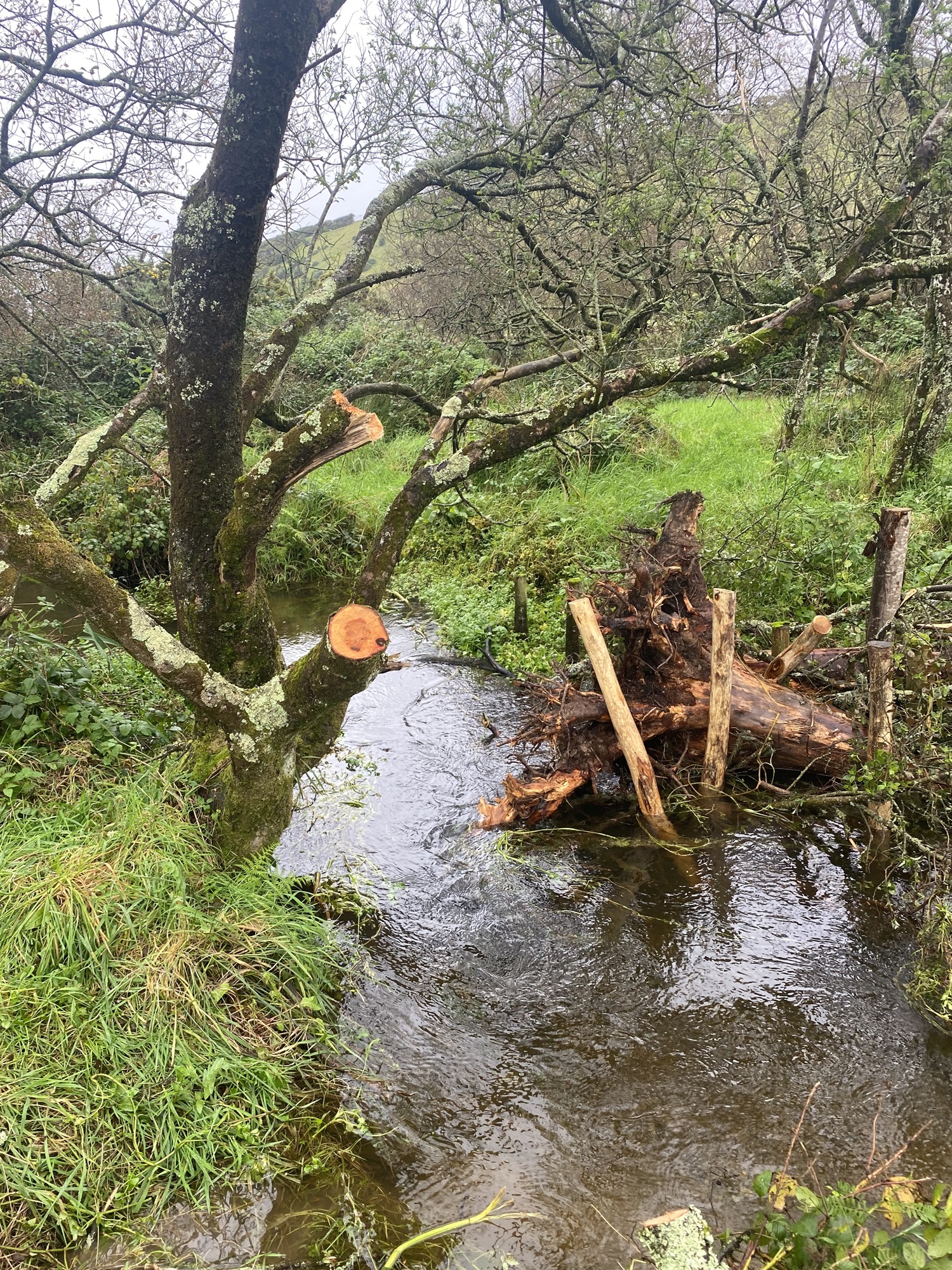 Natural Resources Wales / Restoring our rivers - how wood can be part ...