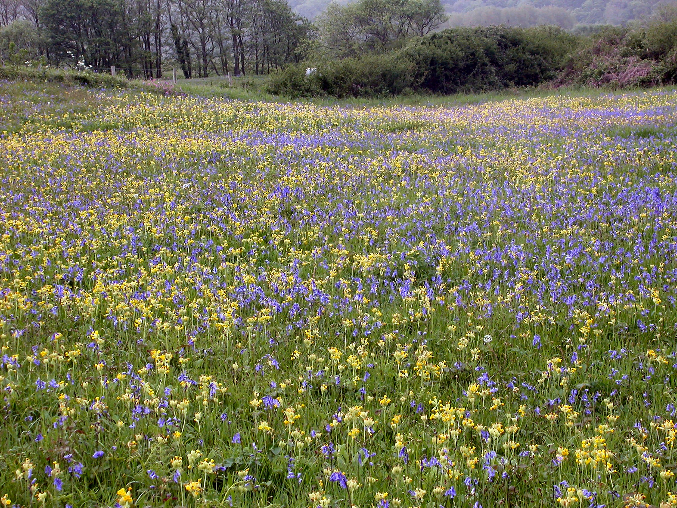 Natural Resources Wales / Spring Sights, Sounds and Smells