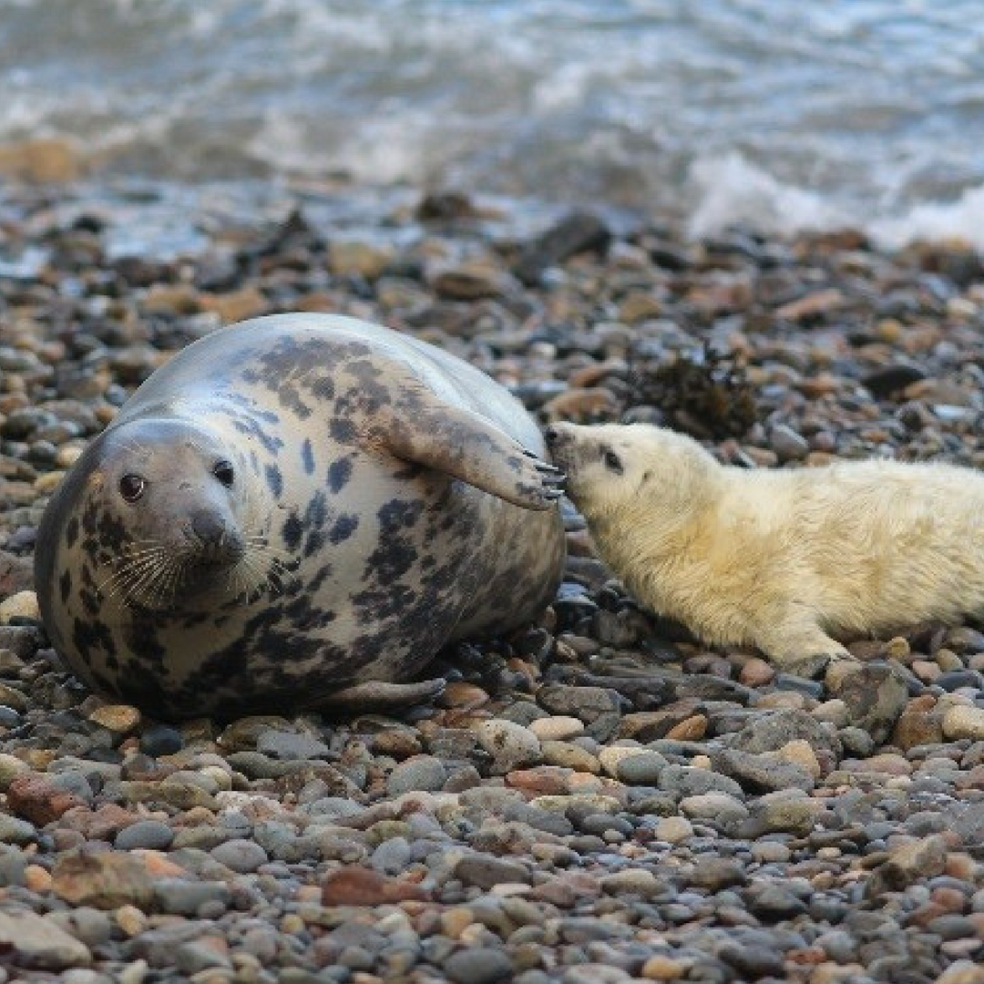 Natural Resources Wales / Grey seals: How to watch them, be near them ...