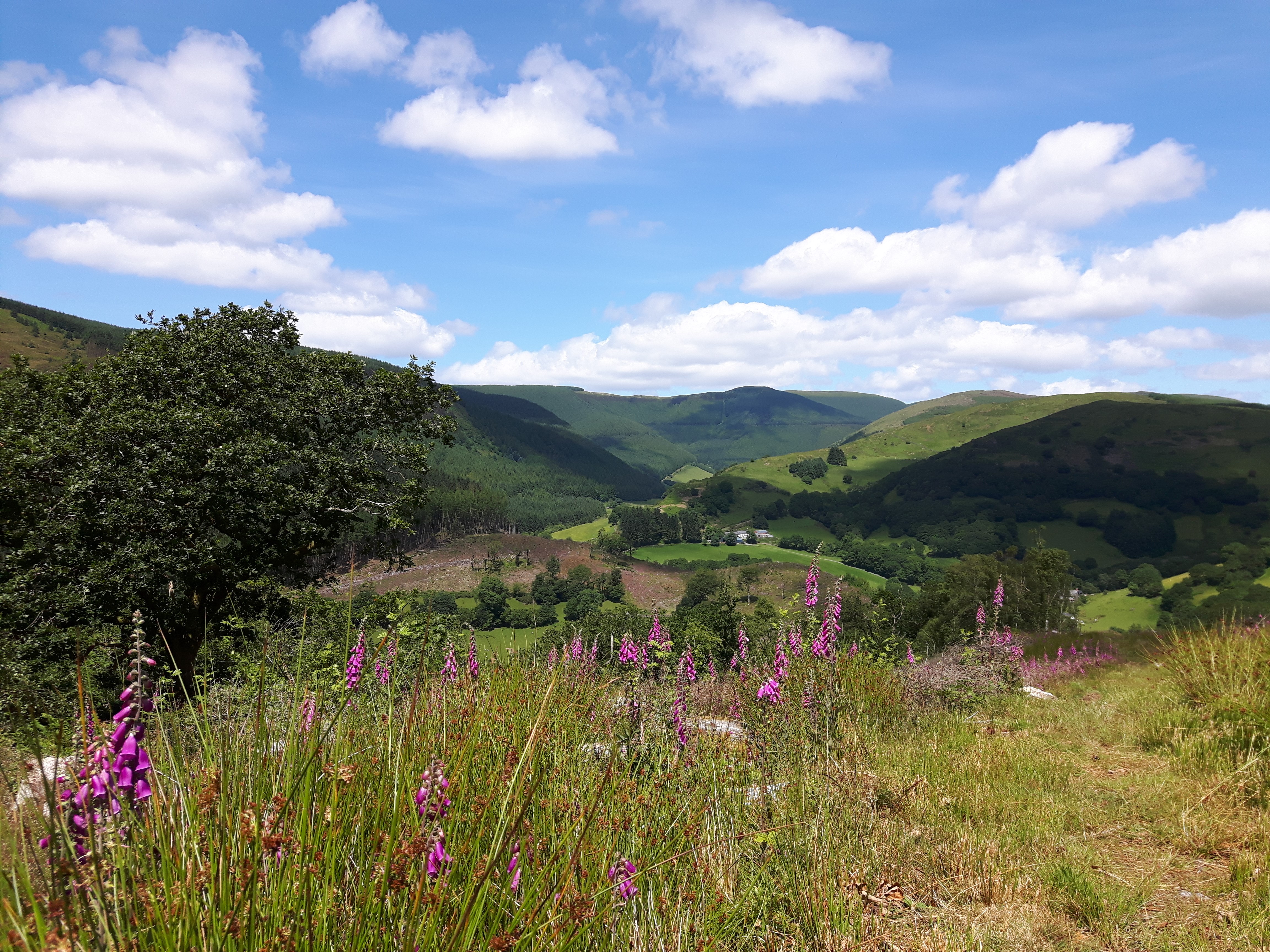 Natural Resources Wales / Ty’n y Bedw Wood, near Aberystwyth