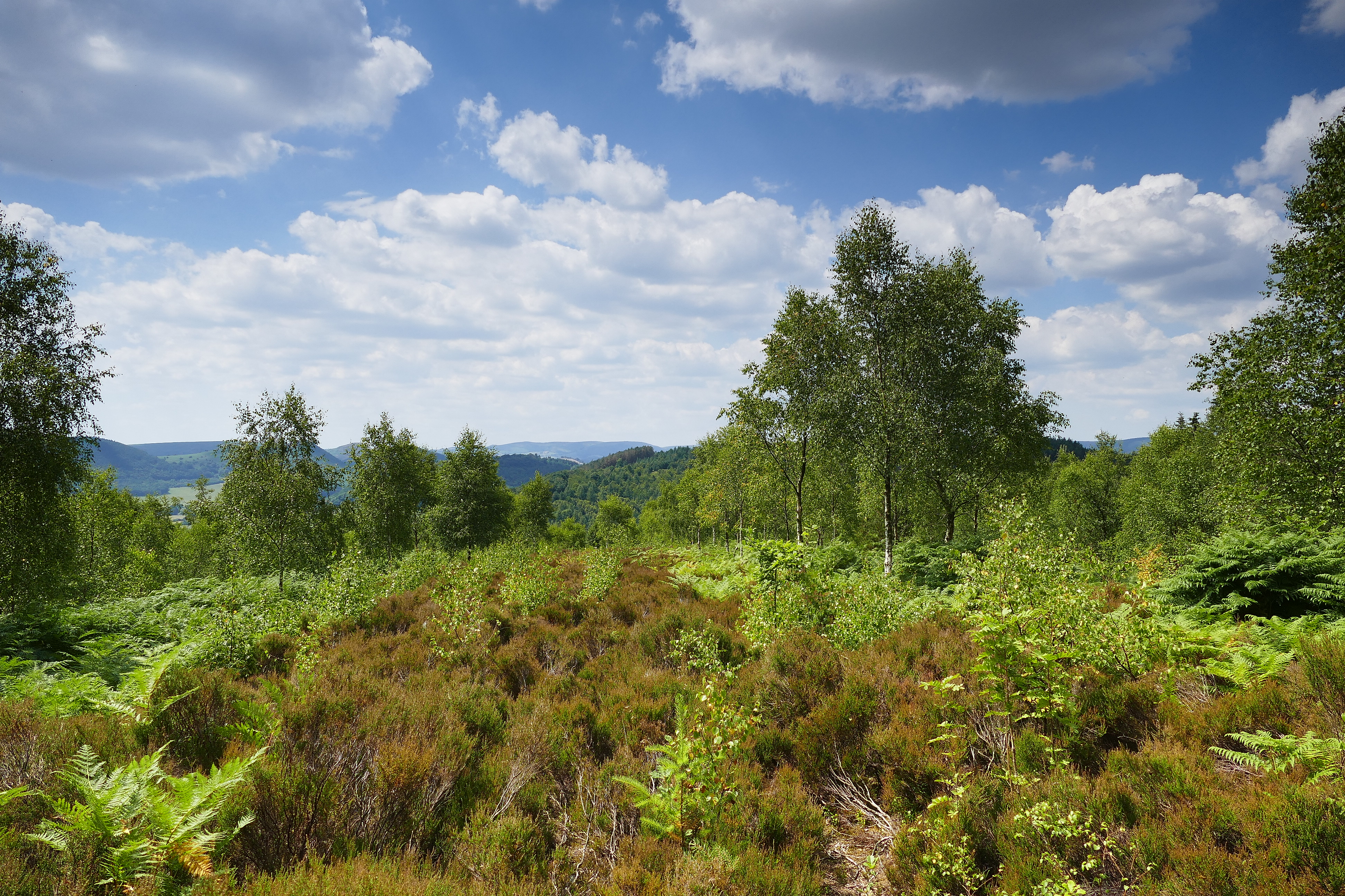 Natural Resources Wales / Black Covert Woodland, near Aberystwyth