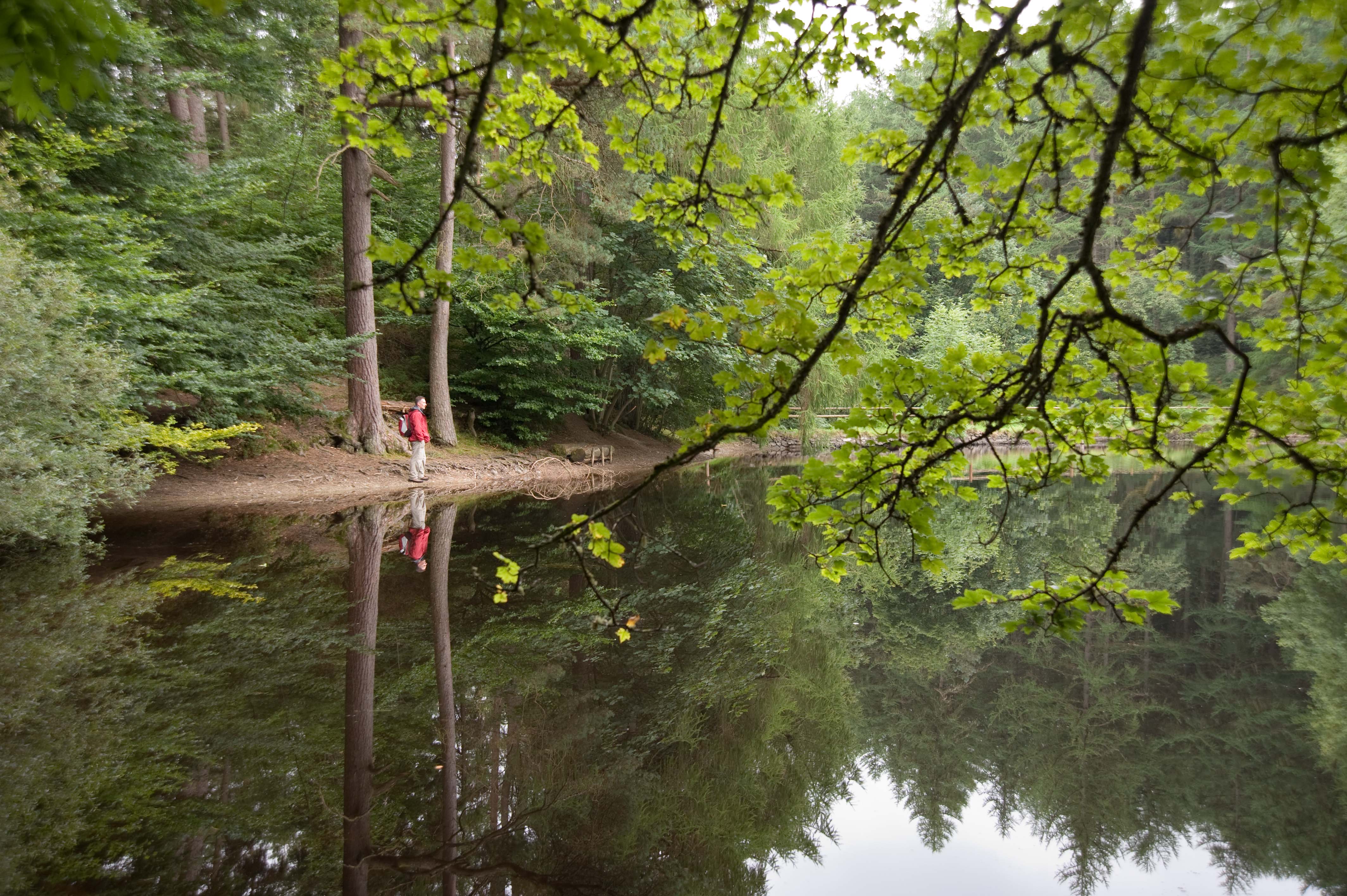 Natural Resources Wales / Dyfnant Forest - Pont Llogel Wood, near Welshpool