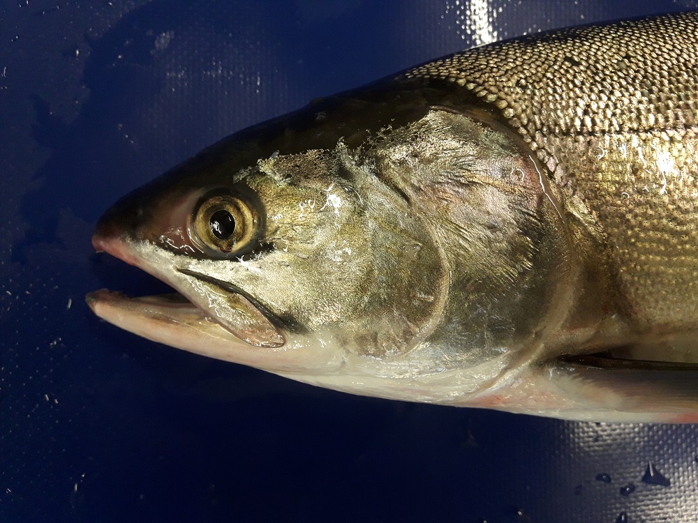 Natural Resources Wales / First pink salmon caught in Welsh waters for ...