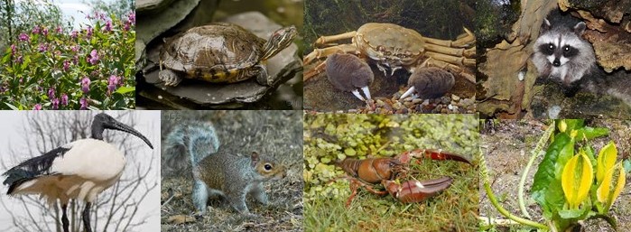 Natural Resources Wales / NRW shedding light on new invasive species laws