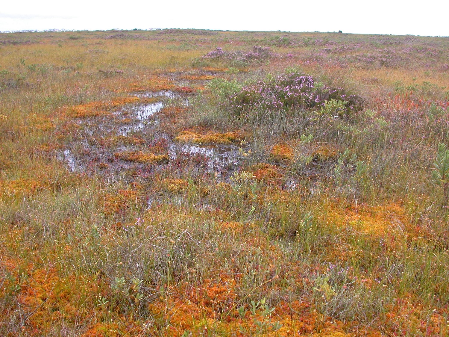 Natural Resources Wales / Bog moss top trumps - Cors Fochno and its ...