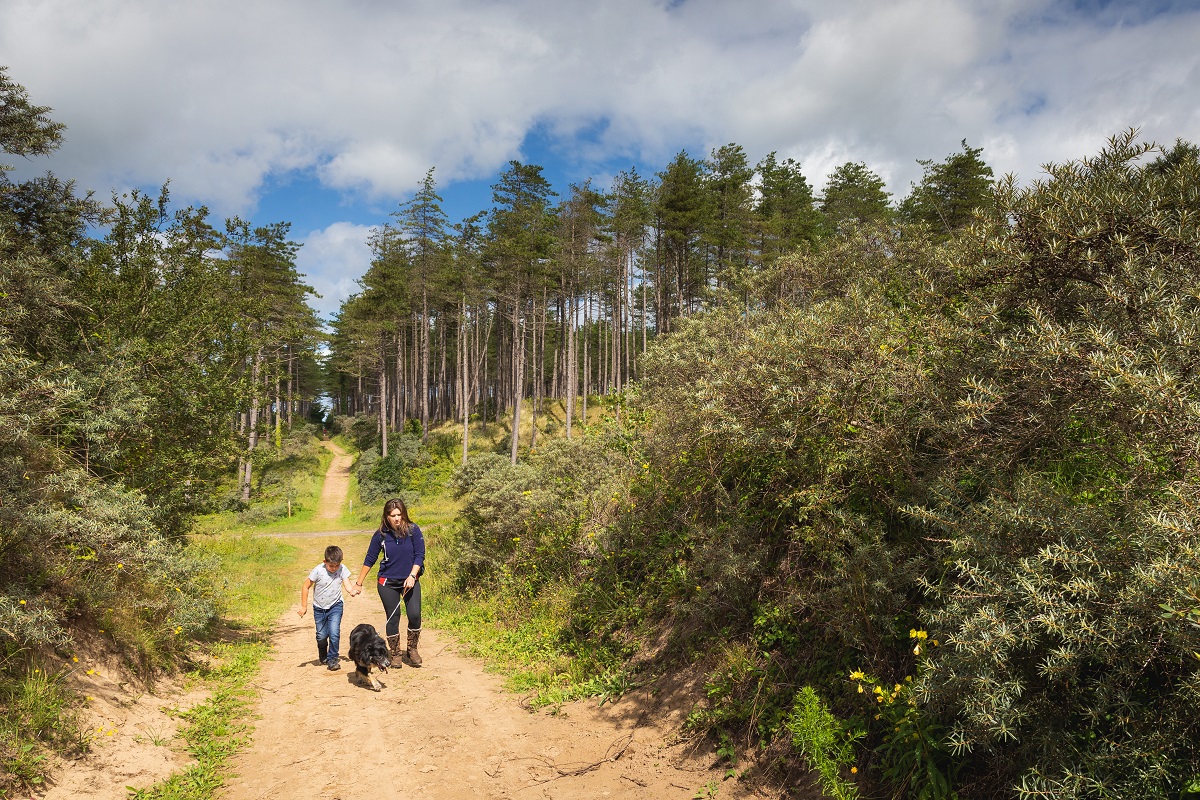 Natural Resources Wales / Pembrey Forest, near Llanelli