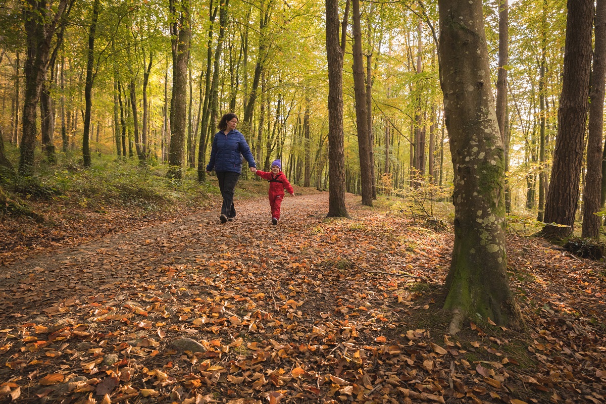 Natural Resources Wales / Brechfa Forest – Abergorlech, near Carmarthen