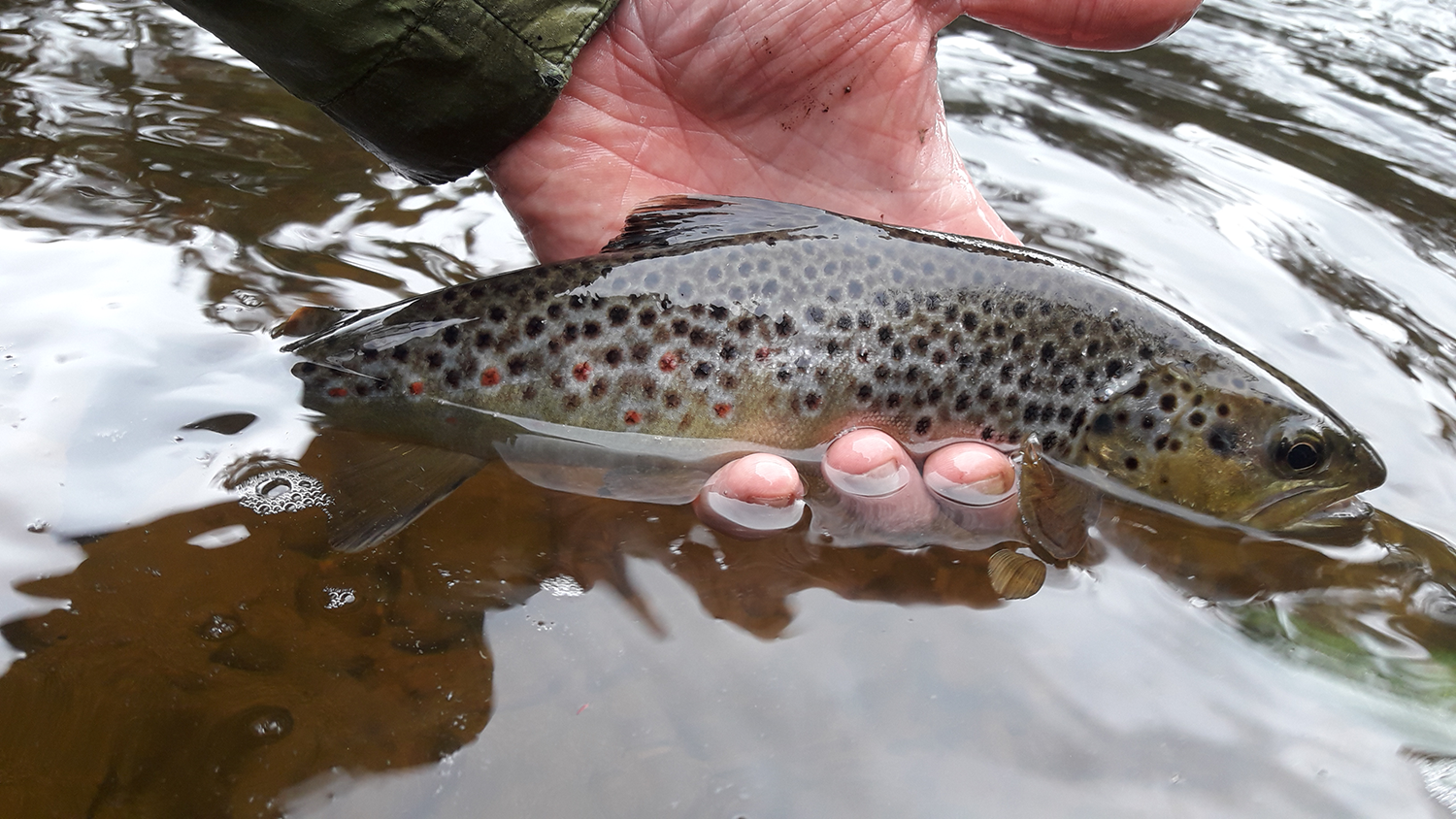 Natural Resources Wales / LIFE Dee River Virtual Fish Hatchery