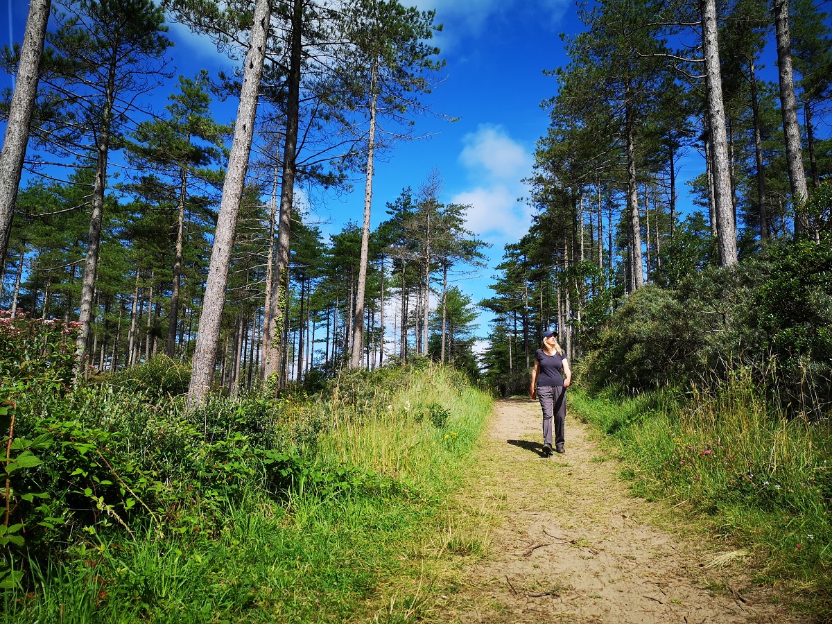 Natural Resources Wales / Pembrey Forest, near Llanelli