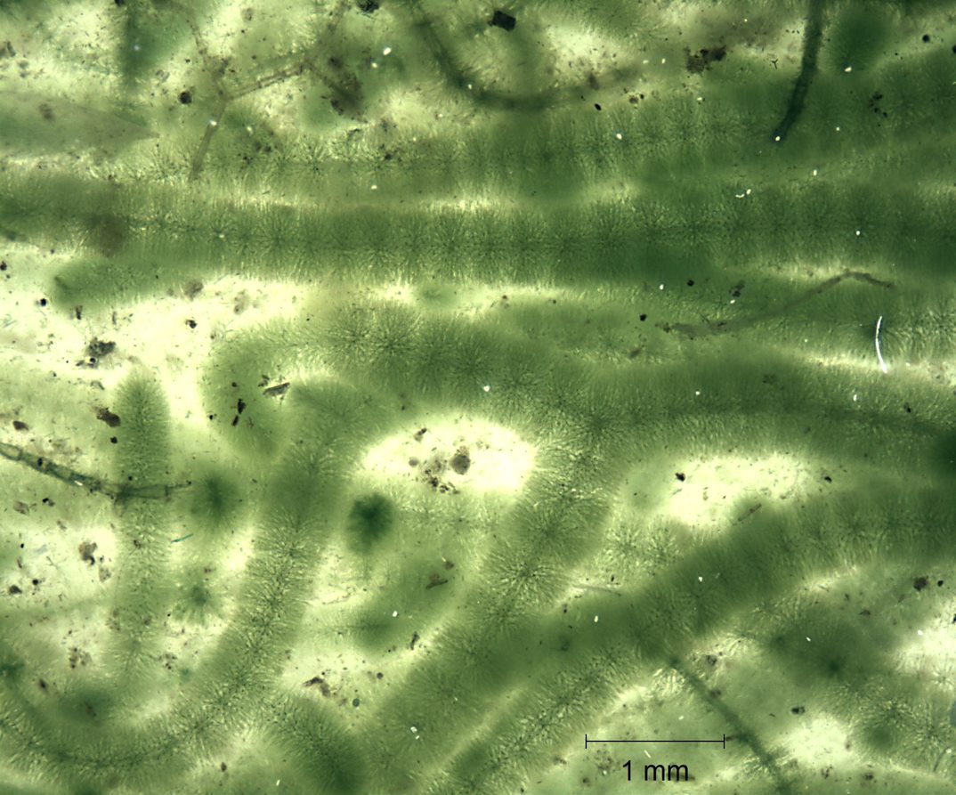 Natural Resources Wales / An Alga That Caught The Eye!