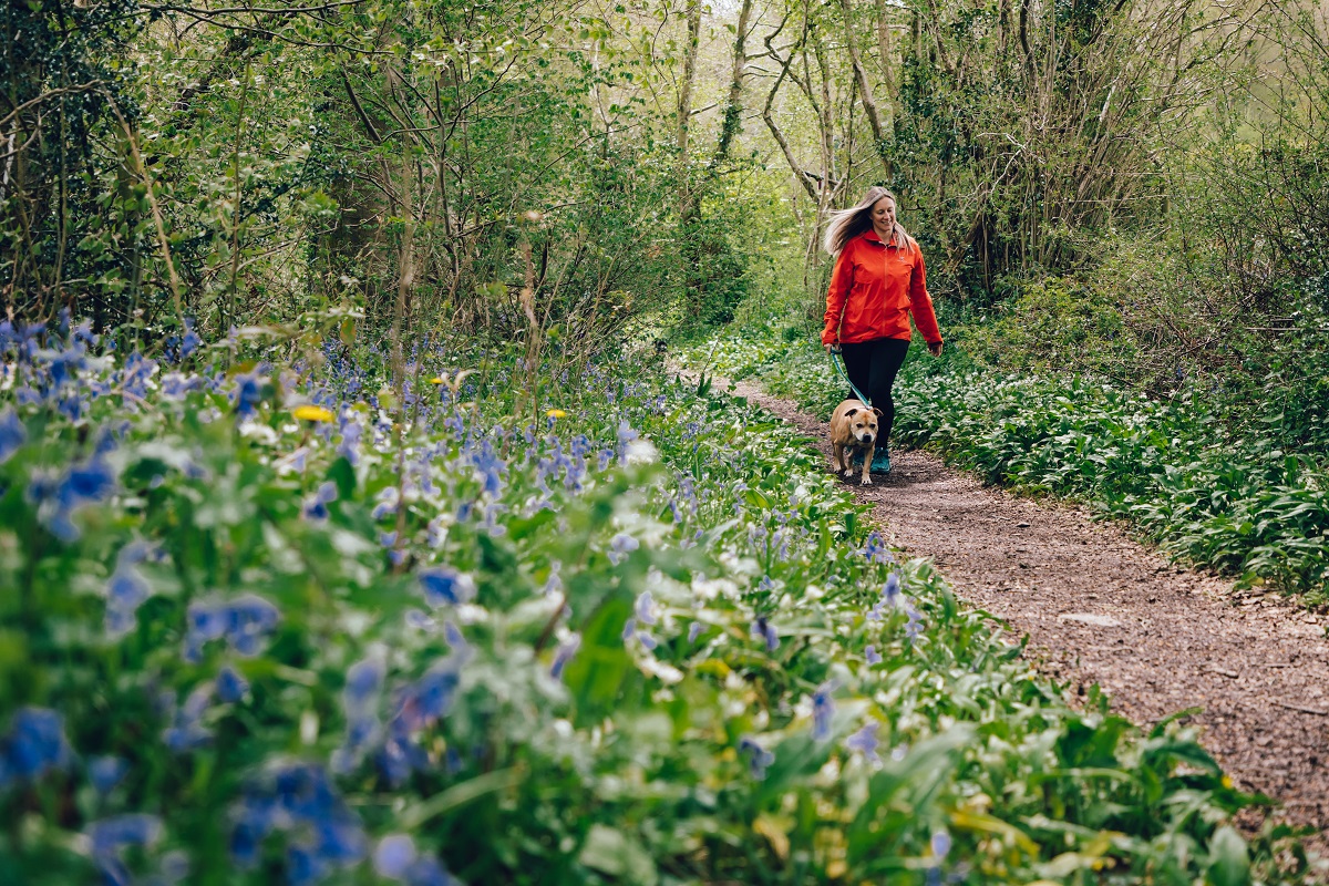 Natural Resources Wales / Dyfnant Forest - Pont Llogel Wood, near Welshpool