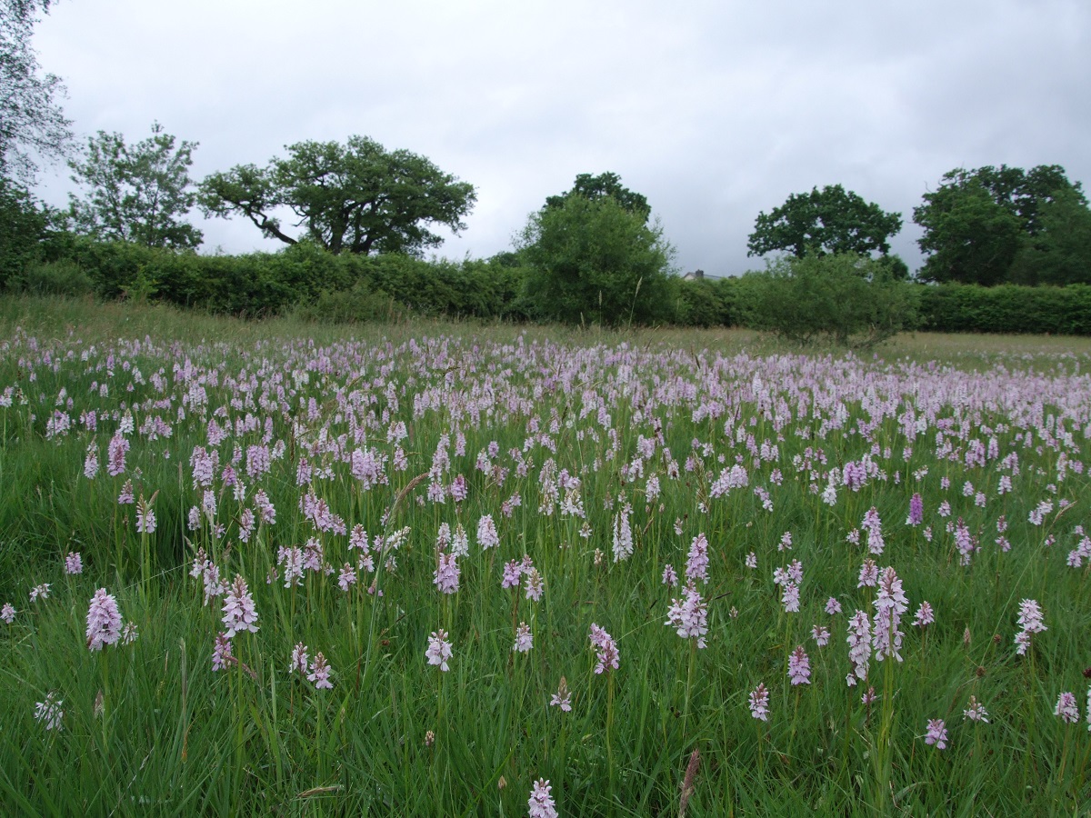 Natural Resources Wales / Cors Caron National Nature Reserve, near Tregaron
