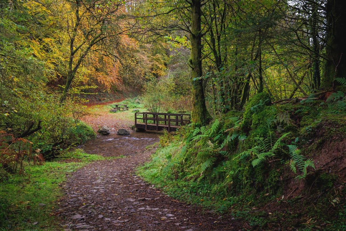 Natural Resources Wales / Crychan Forest – Halfway, near Llandovery