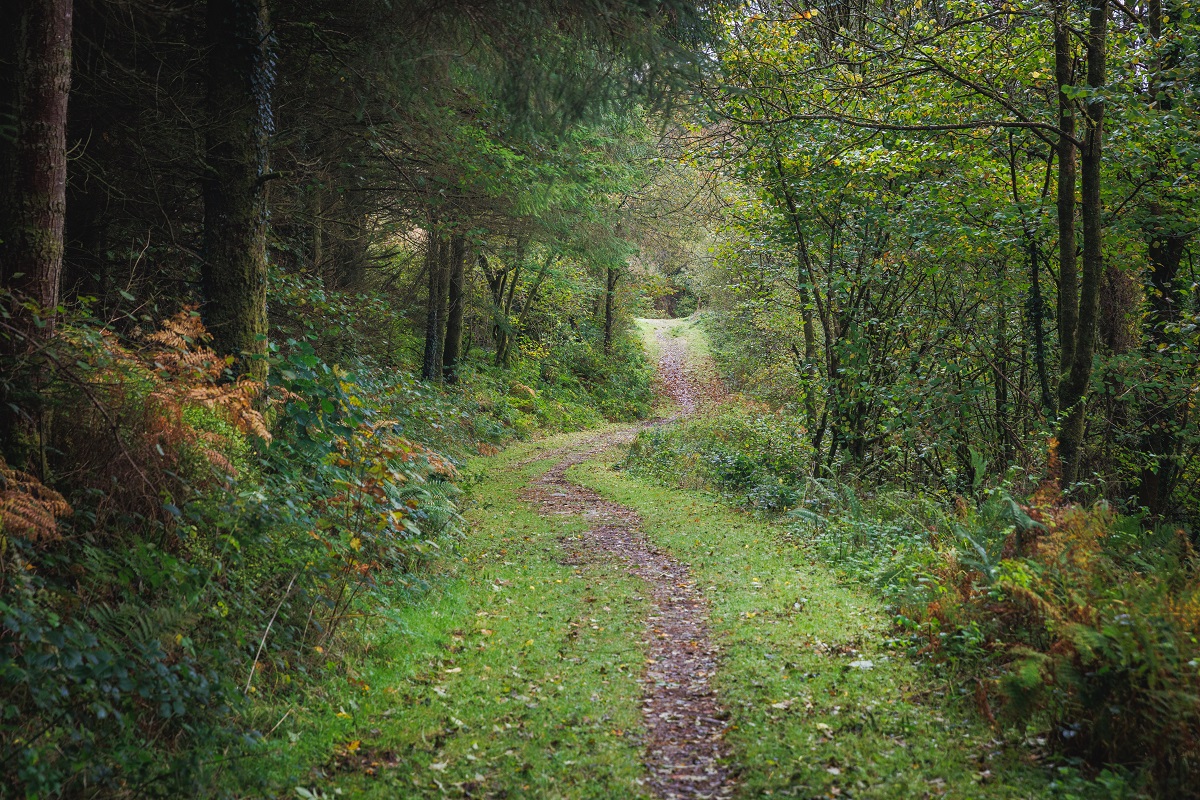 Natural Resources Wales / Brechfa Forest - Keepers, near Carmarthen