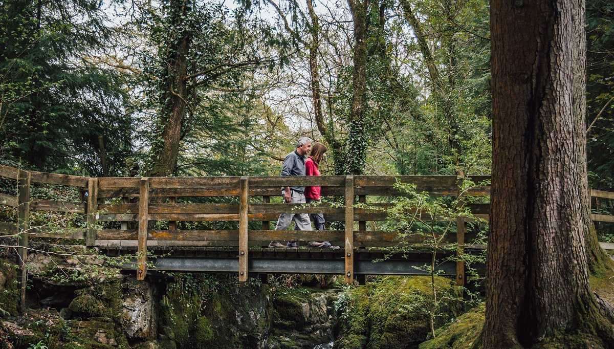 Natural Resources Wales / Dyfi Forest - Foel Friog, near Machynlleth