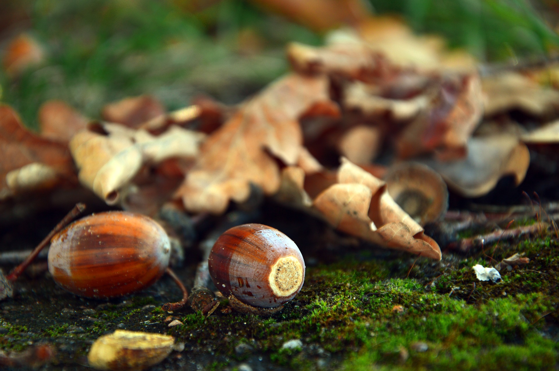 Natural Resources Wales / Connect with nature this autumn through Acorn ...
