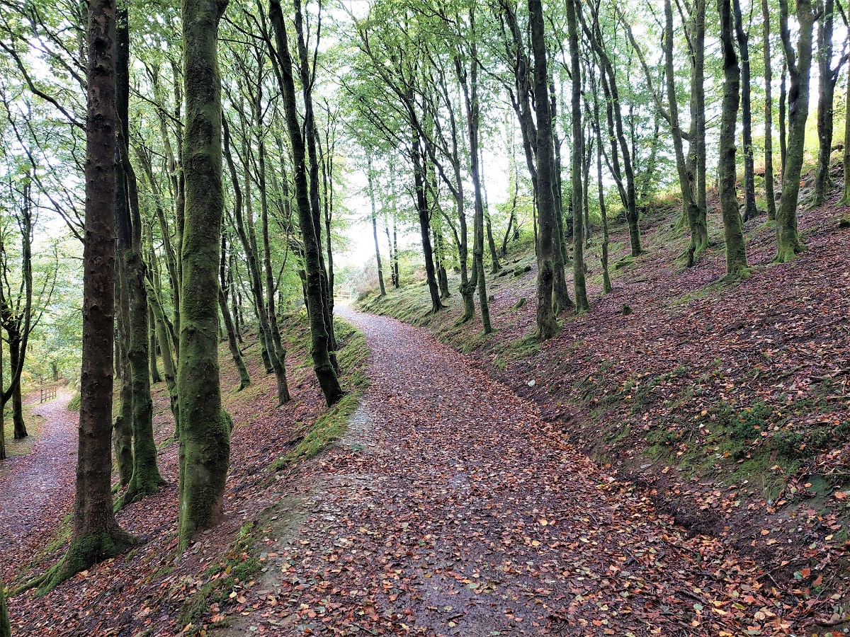 Natural Resources Wales / Brechfa Forest – Gwarallt, near Carmarthen