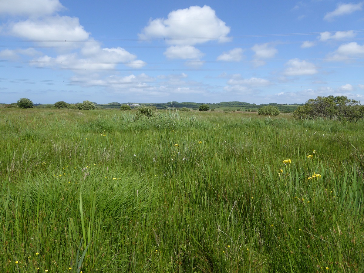 Natural Resources Wales / Cors Erddreiniog National Nature Reserve ...