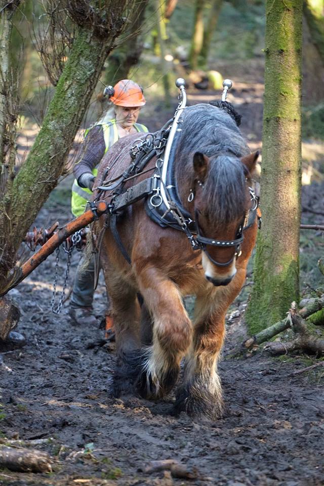 Natural Resources Wales / Horse logging operations to continue at Tyn y ...
