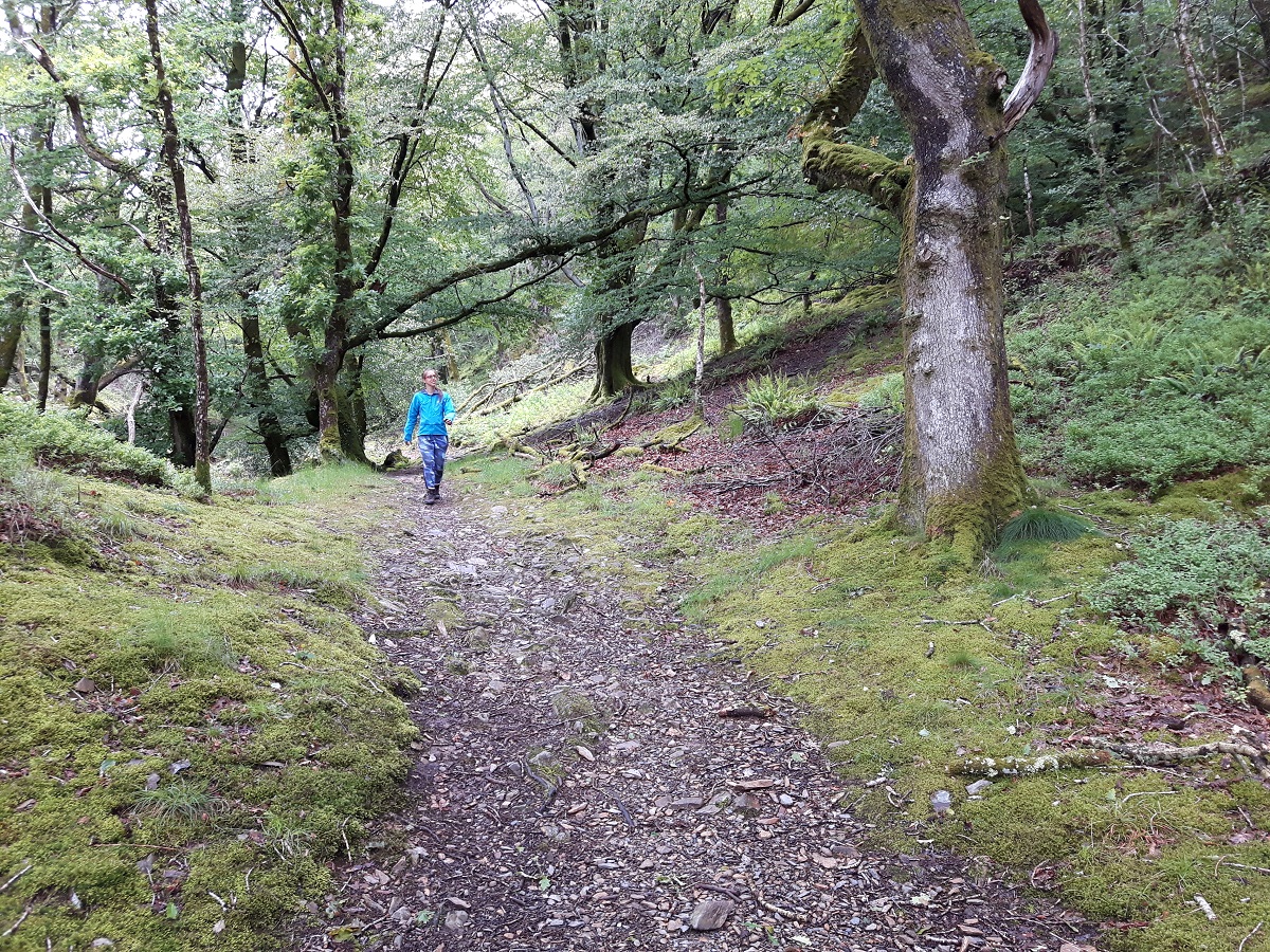 Natural Resources Wales / Coedydd Maentwrog National Nature Reserve ...