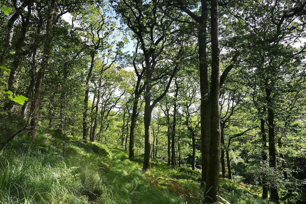 Natural Resources Wales / Ceunant Cynfal National Nature Reserve, near ...