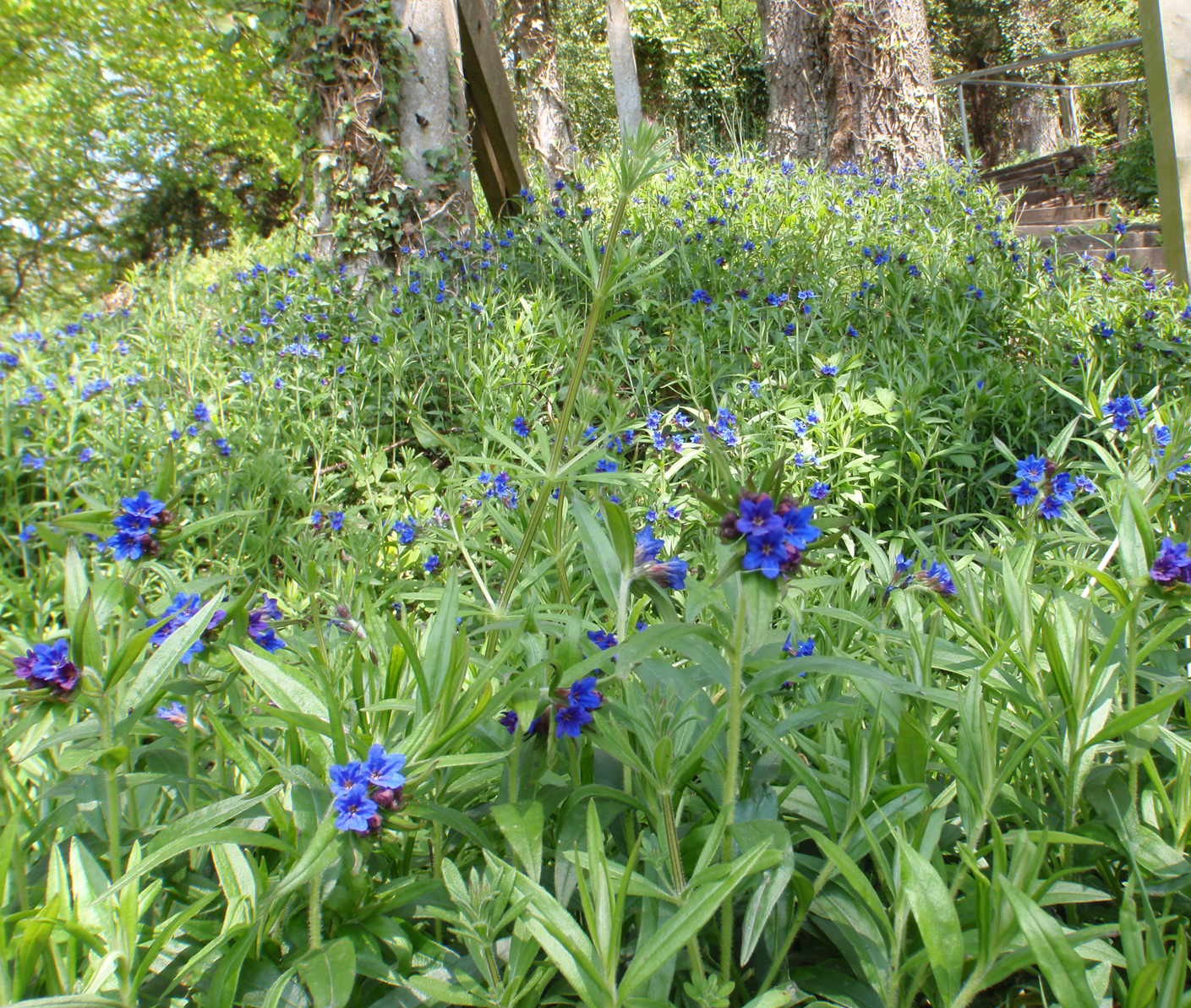 Natural Resources Wales / Partnership work helps rare plant at ...