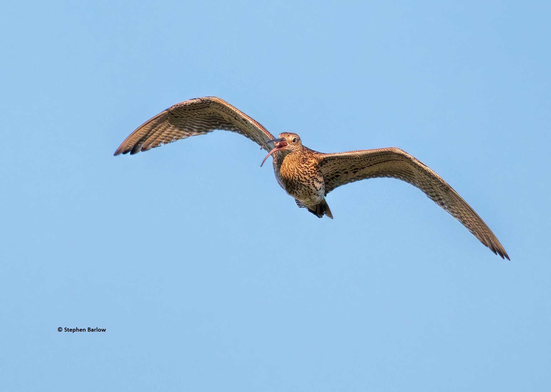 Natural Resources Wales / World Curlew Day 2023: Fighting to save ...