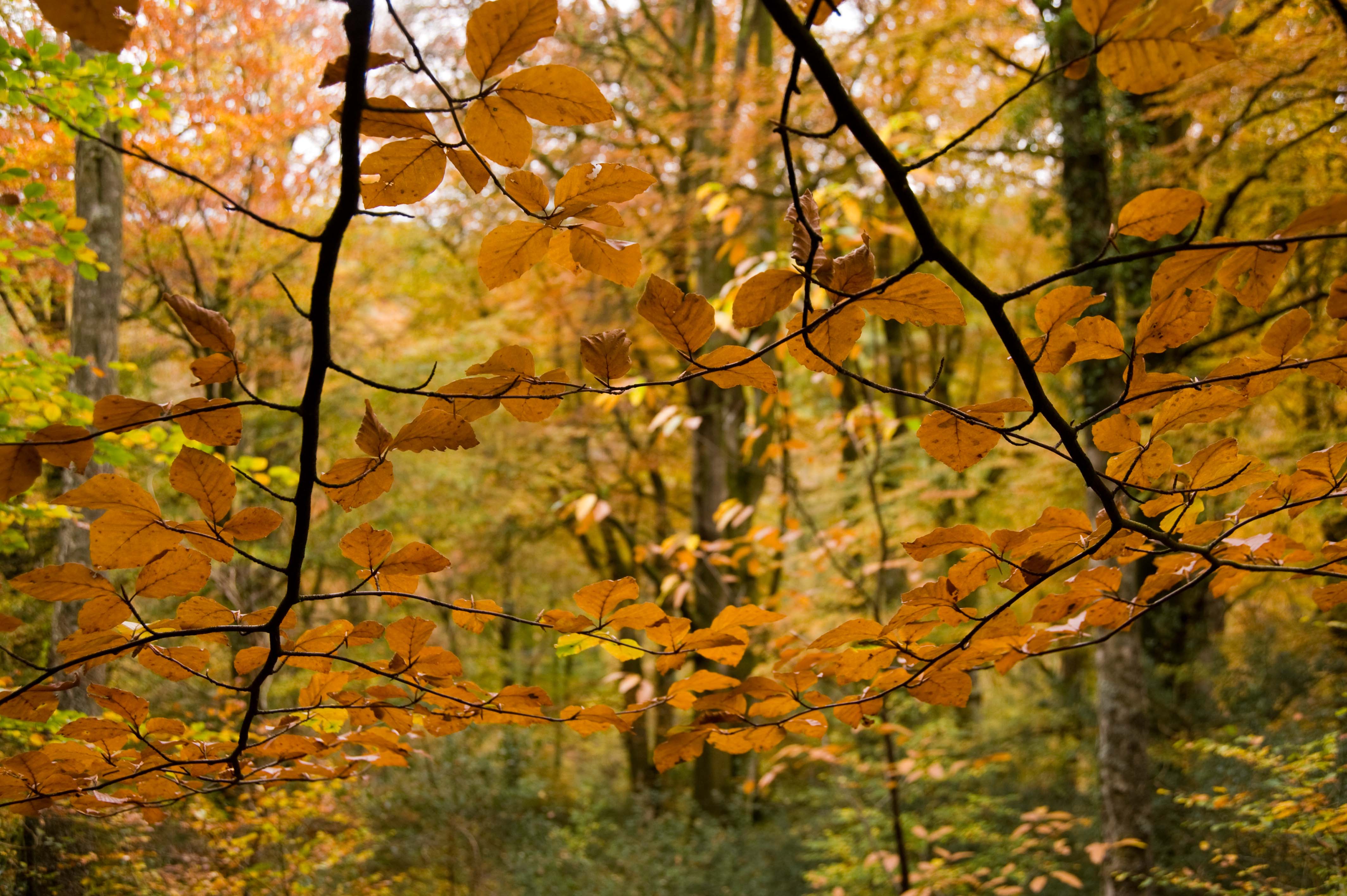 Cyfoeth Naturiol Cymru - Dewis Iaith / Natural Resources Wales ...