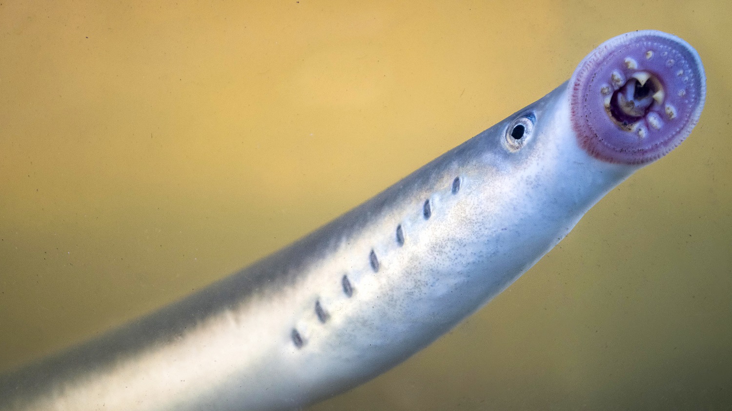 Natural Resources Wales / Can you help to spot pre-historic fish in our ...