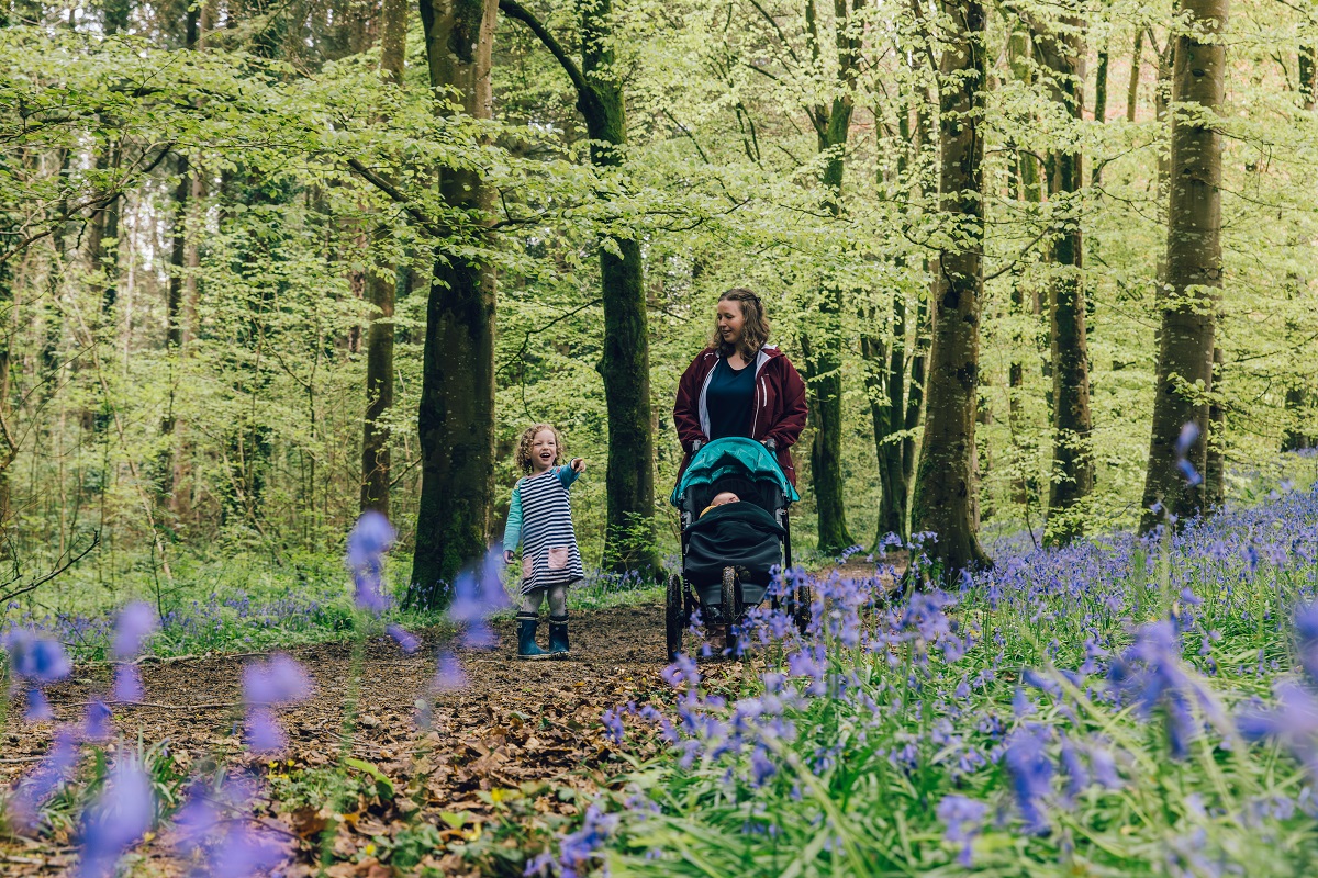 Natural Resources Wales / Black Covert, near Aberystwyth