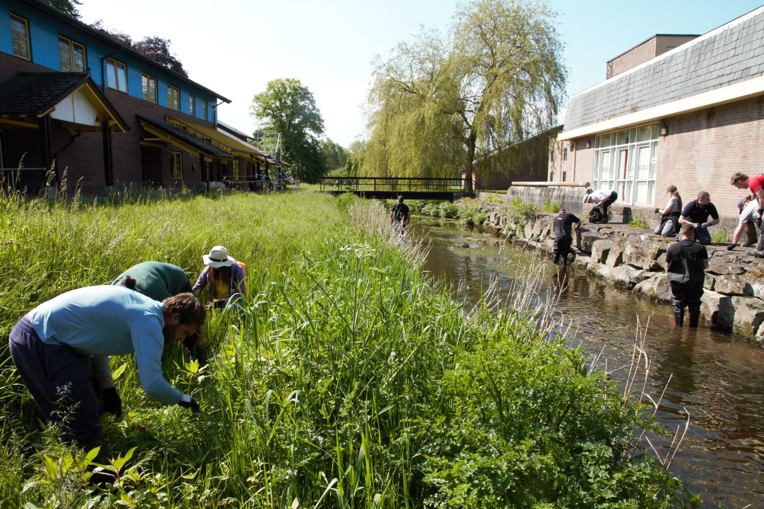 Natural Resources Wales / First balsam blitzers out tackling invasive ...