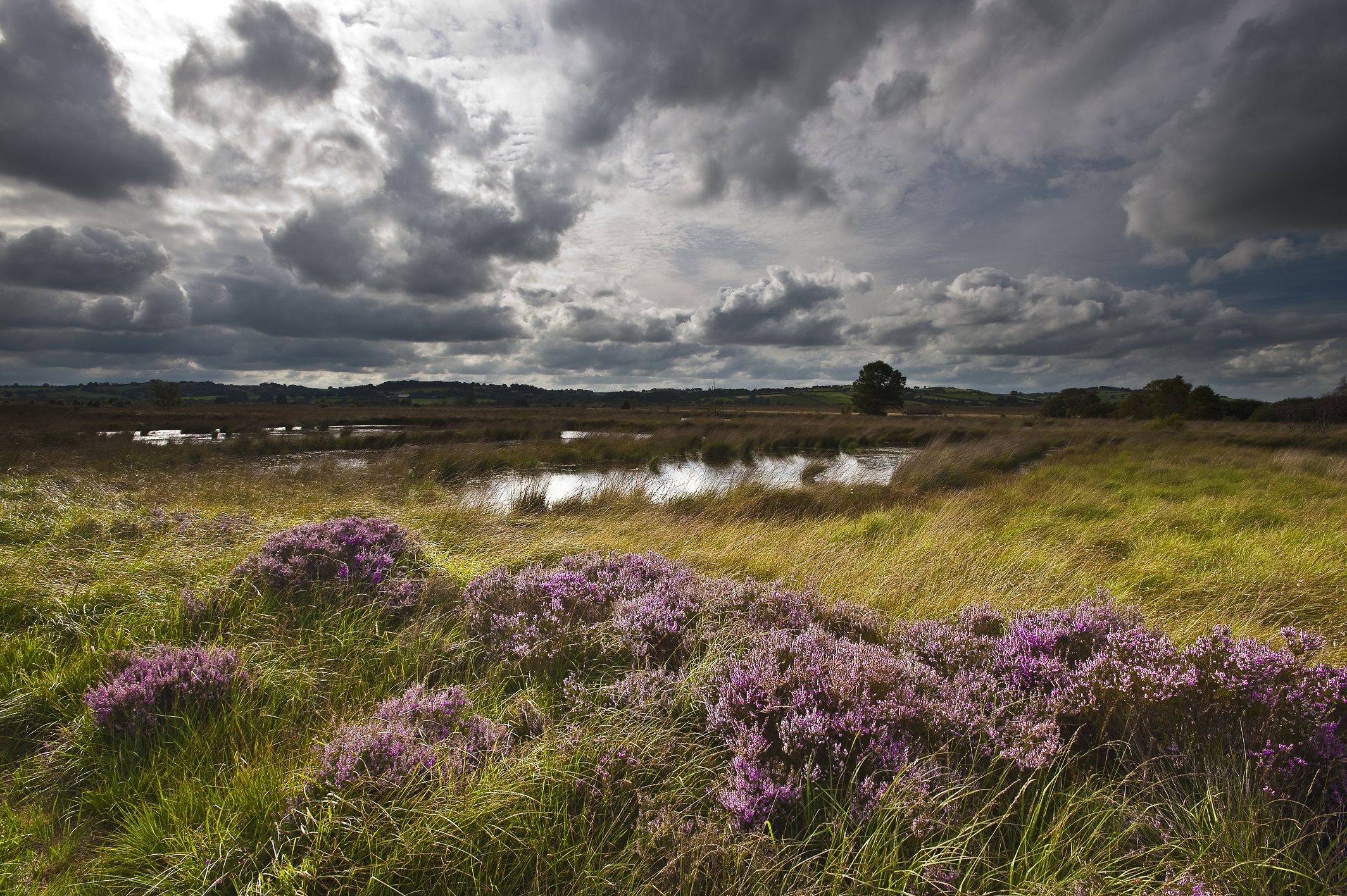 Natural Resources Wales / Free guided tour of Cors Caron to celebrate ...