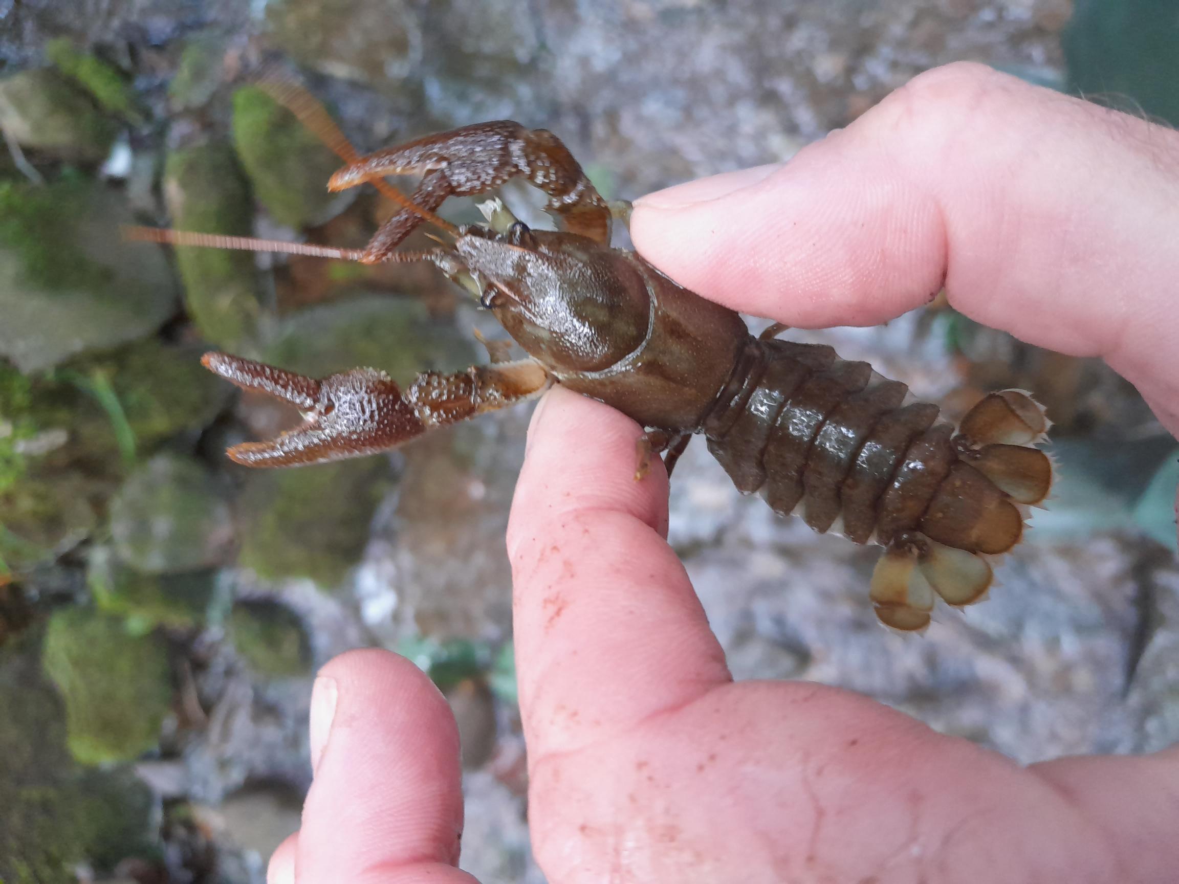Natural Resources Wales / Deadly Crayfish Plague confirmed in River ...