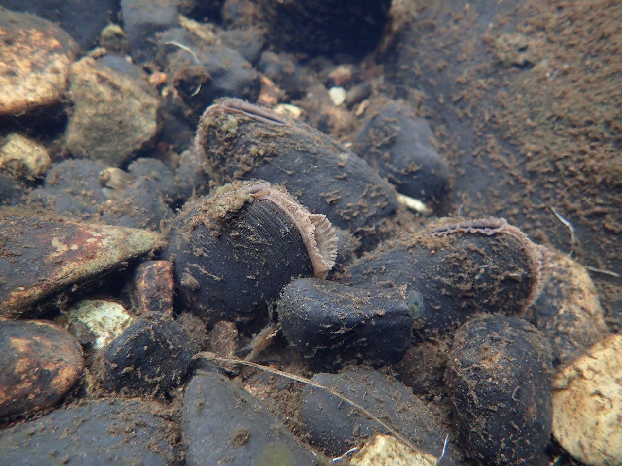 Natural Resources Wales / Pearl mussel breeding programme set to boost ...