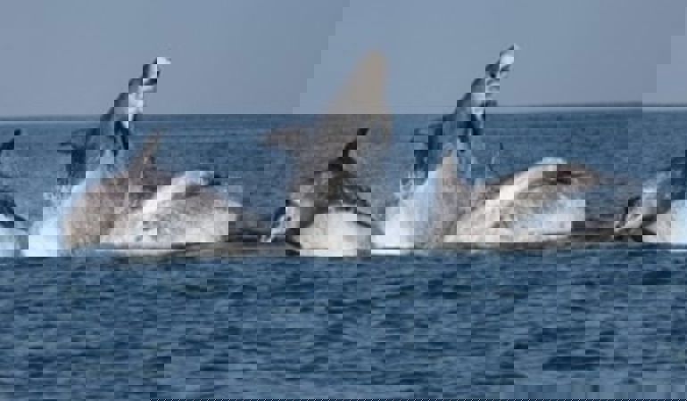 Natural Resources Wales Habits Of Cetacean And Seabird Species In