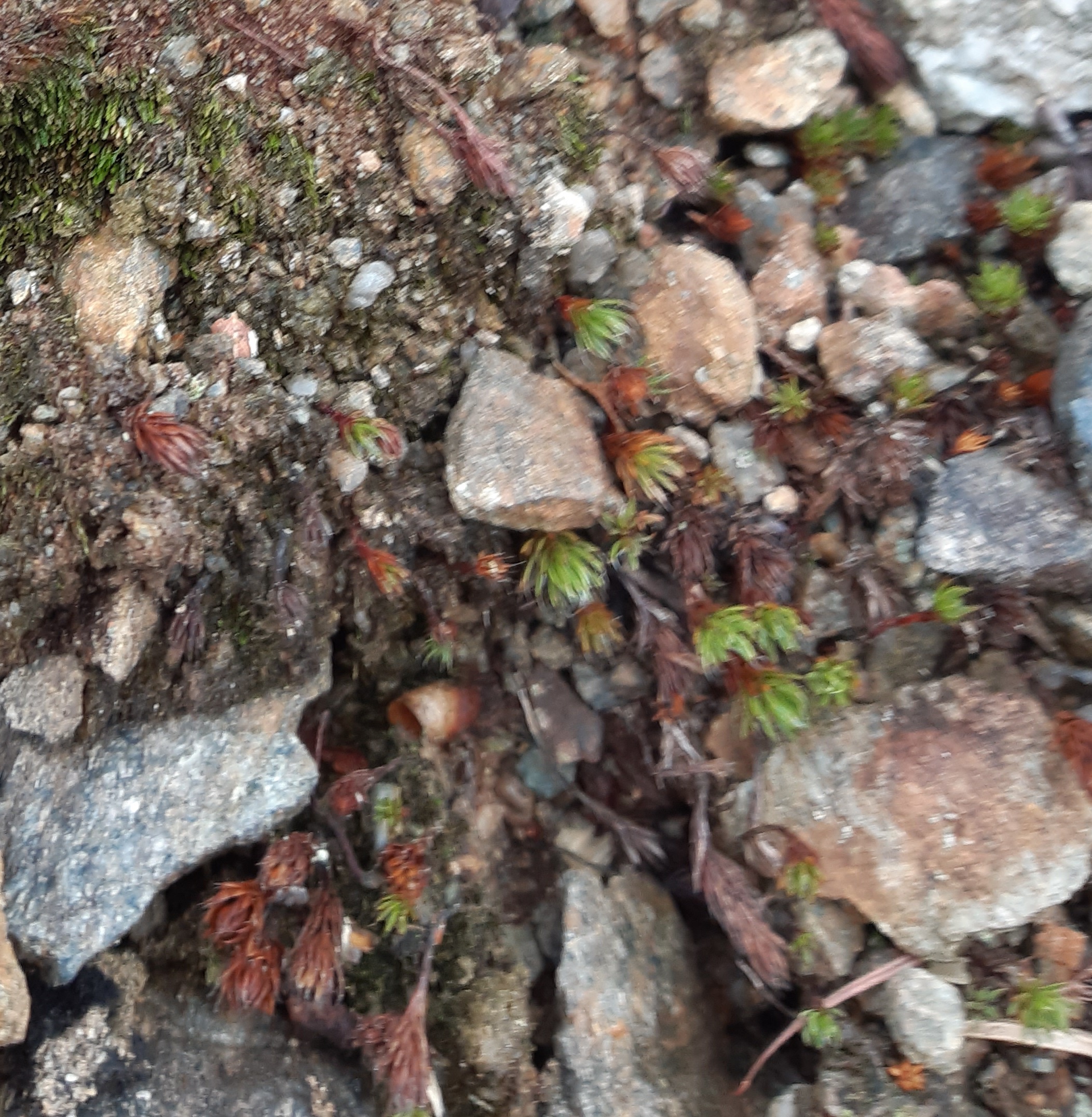 Natural Resources Wales / New population of globally threatened heavy ...