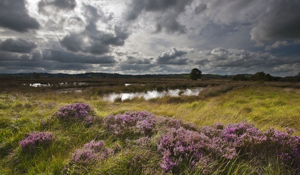 Cyfoeth Naturiol Cymru / Taith dywysedig am ddim o Cors Caron i ddathlu ...