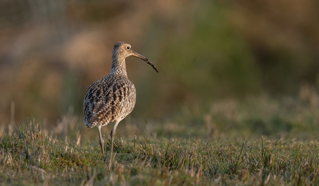 Natural Resources Wales / Can you hear the curlew? Help us find where ...